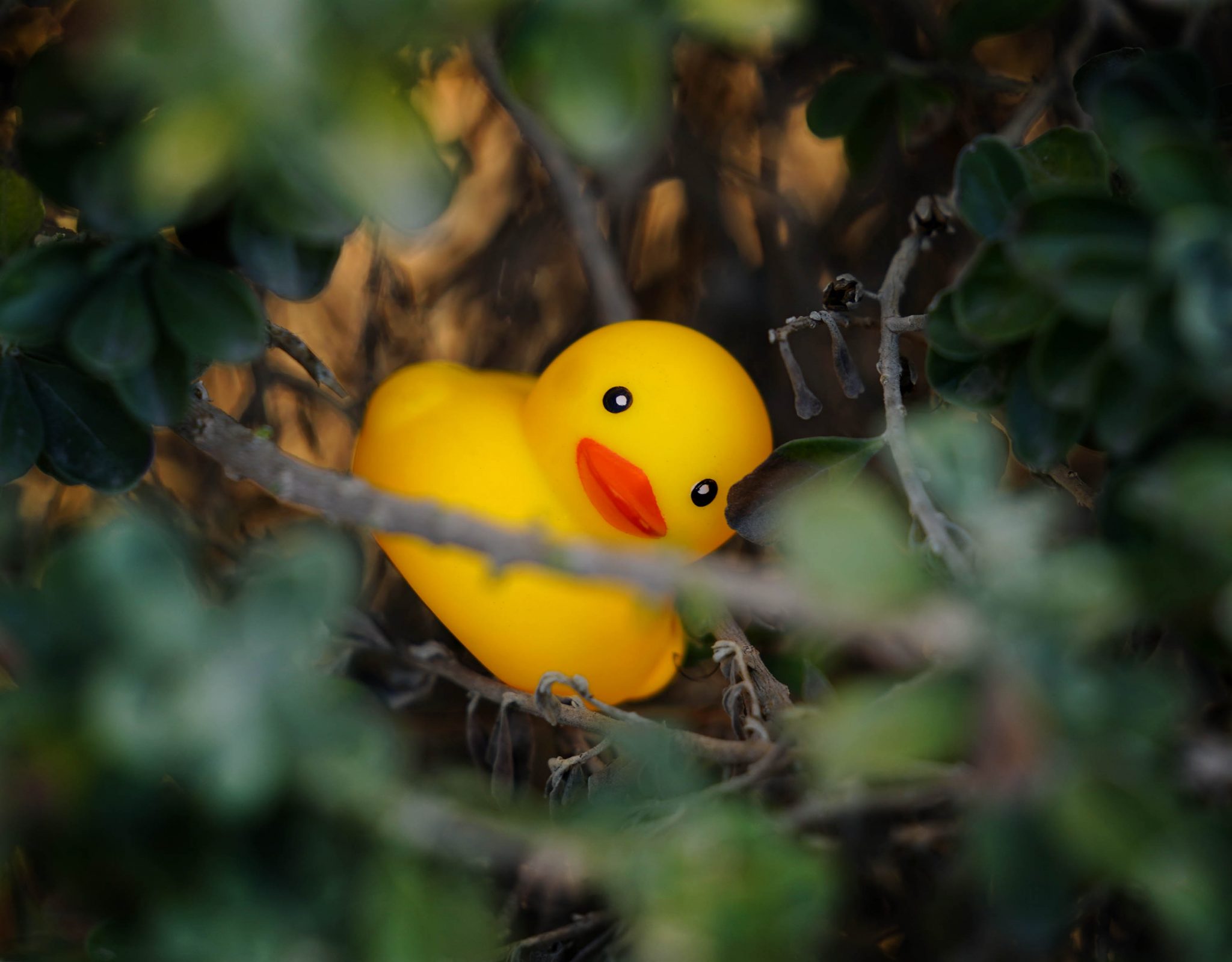 Duck Hunt - GCU News