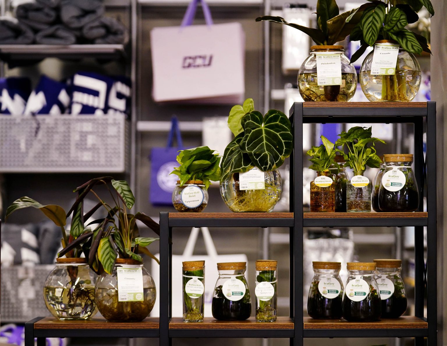 Lope Shop readies for the hustle, bustle of Welcome Week - GCU News